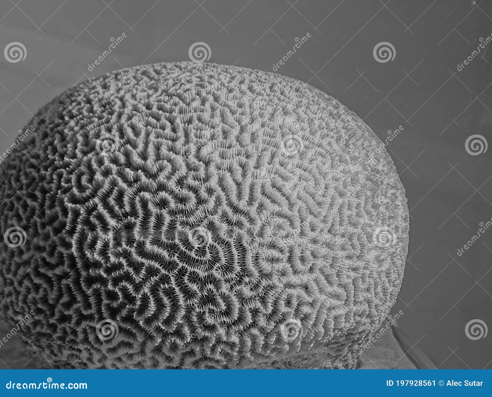 Aquatic Animals Natural Structure Stock Image - Image of textile ...