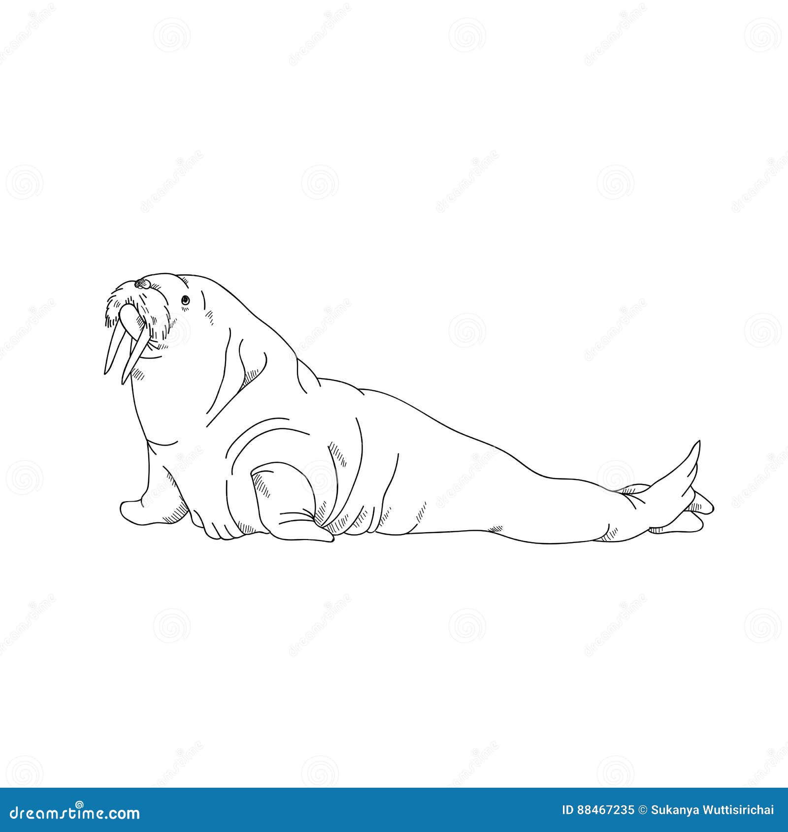 Aquatic Animals Walrus Drawing Illustration Stock Illustration ...