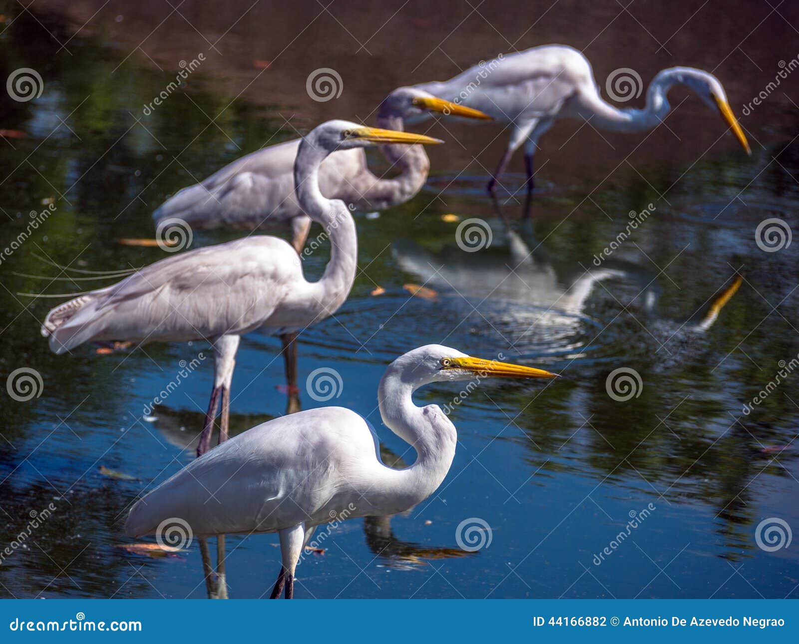 Aquatic bird stock photo. Image of natural, kamo, white - 44166882