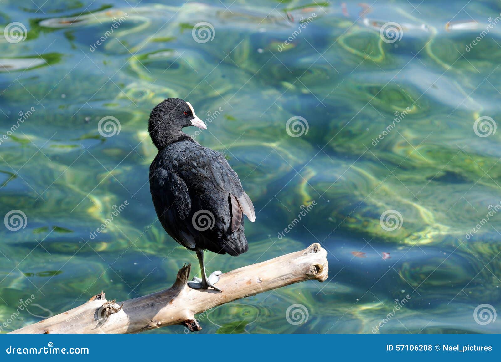 Aquatic birds stock photo. Image of birds, feathers, tail - 57106208