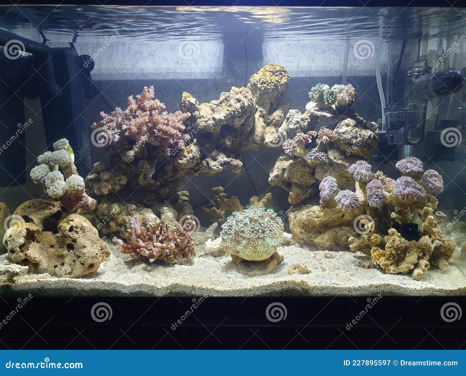 Aquatic Design with Mini Tank and Coral Stock Image - Image of ...