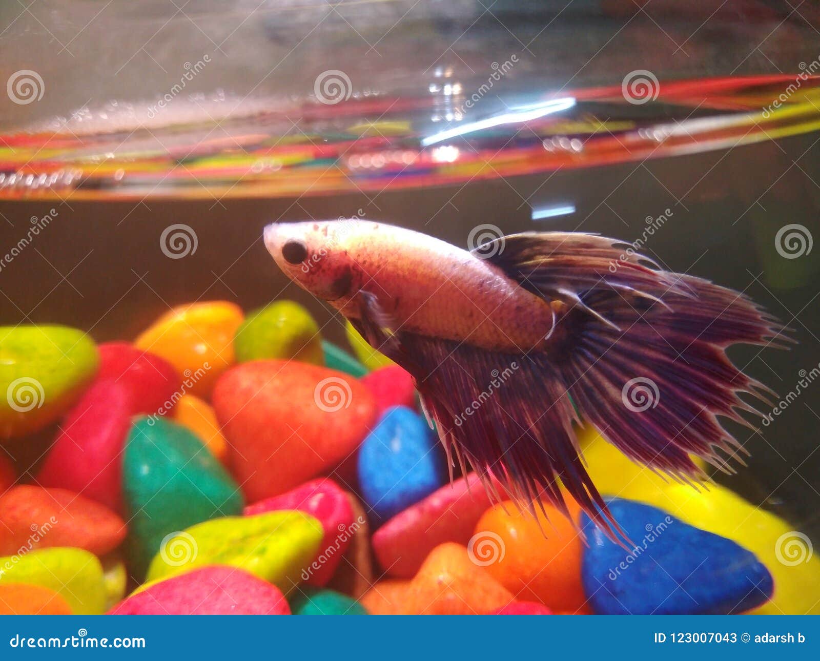Aquatic fish harry stock image. Image of aquatic, lovely - 123007043