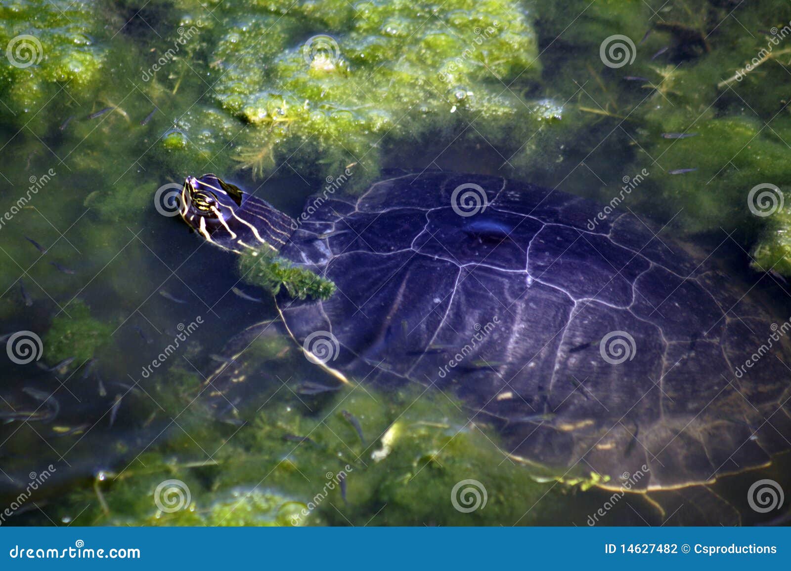 Aquatic Freshwater Turtle (2) Stock Photo - Image of aquatic, wild ...