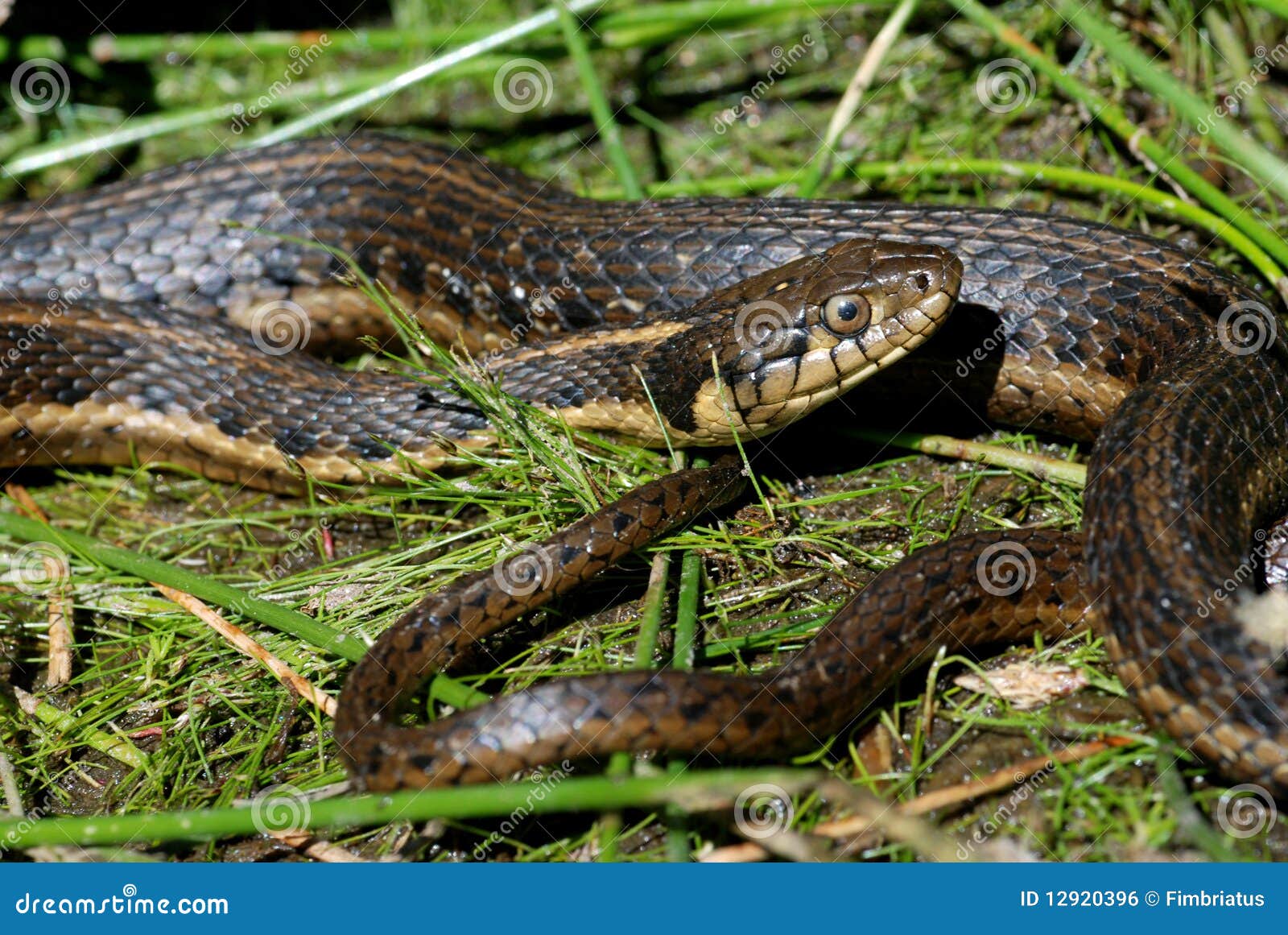 Aquatic Snake At The Bottom Of A Transparent Shallow River With Fish ...