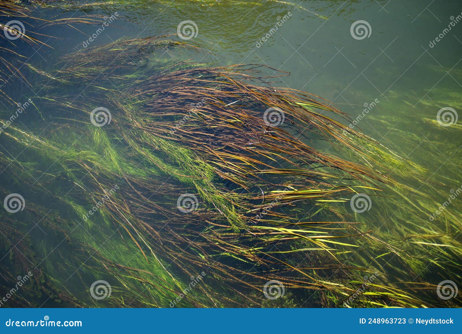 Aquatic grass in the river stock image. Image of landscape - 248963723