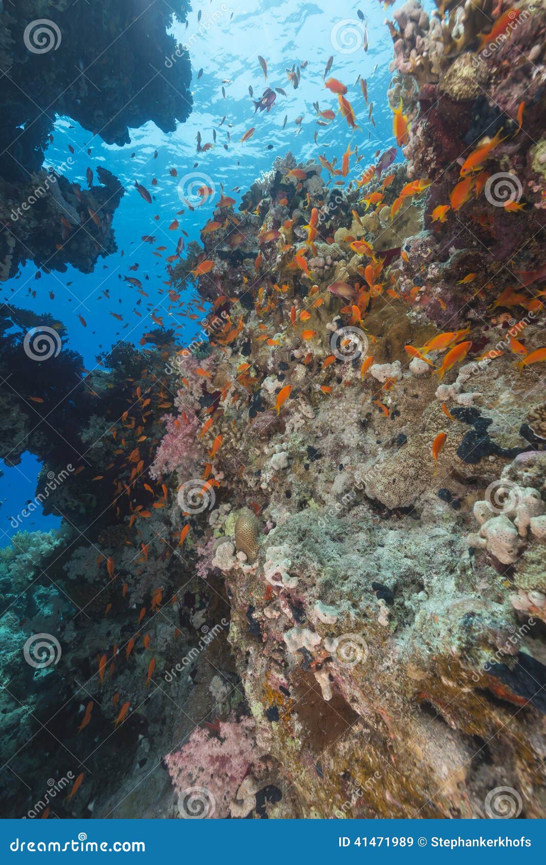 The Aquatic Life in the Red Sea. Stock Image - Image of animal ...