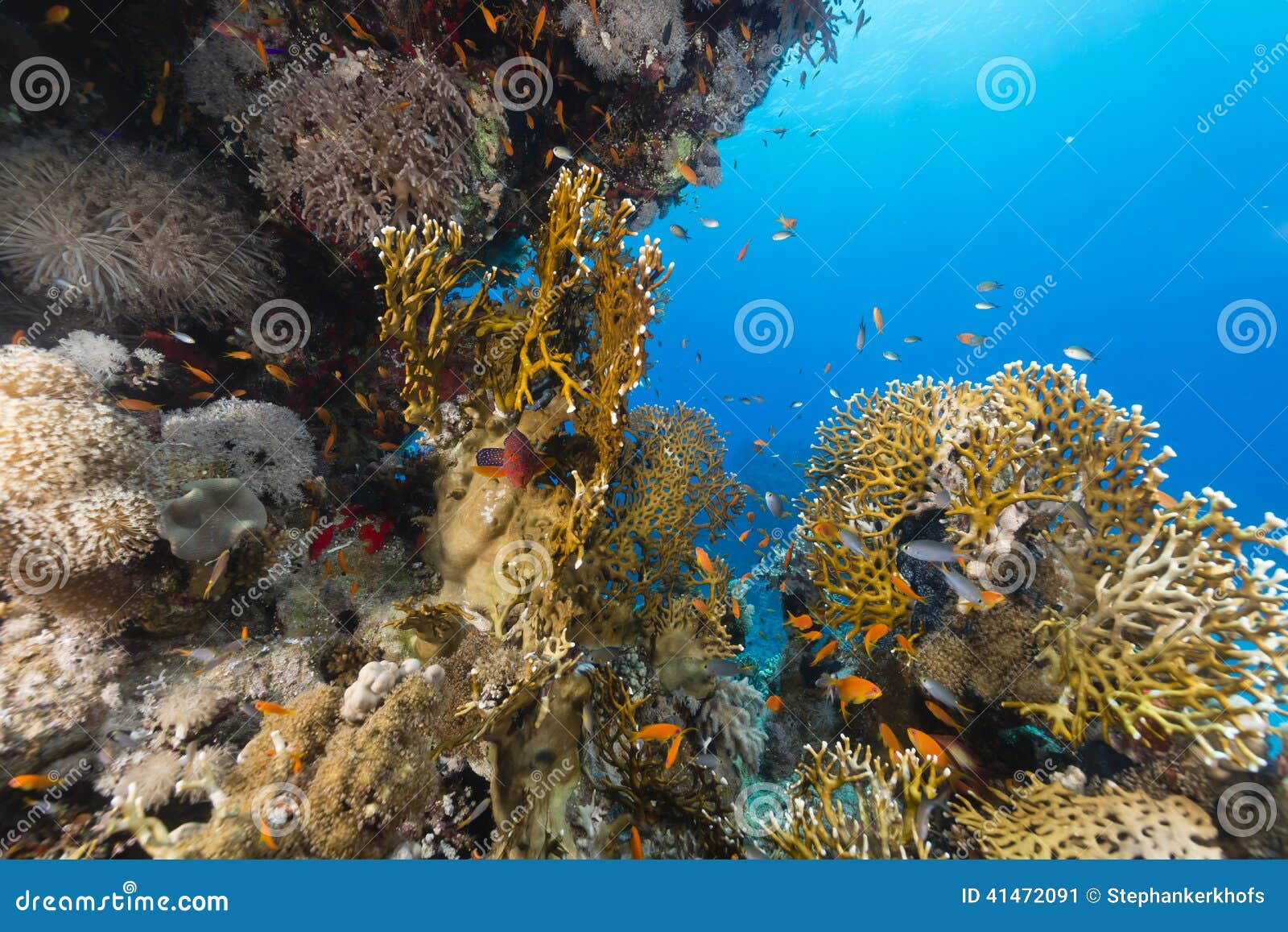 The Aquatic Life in the Red Sea. Stock Image - Image of ocean, salt ...