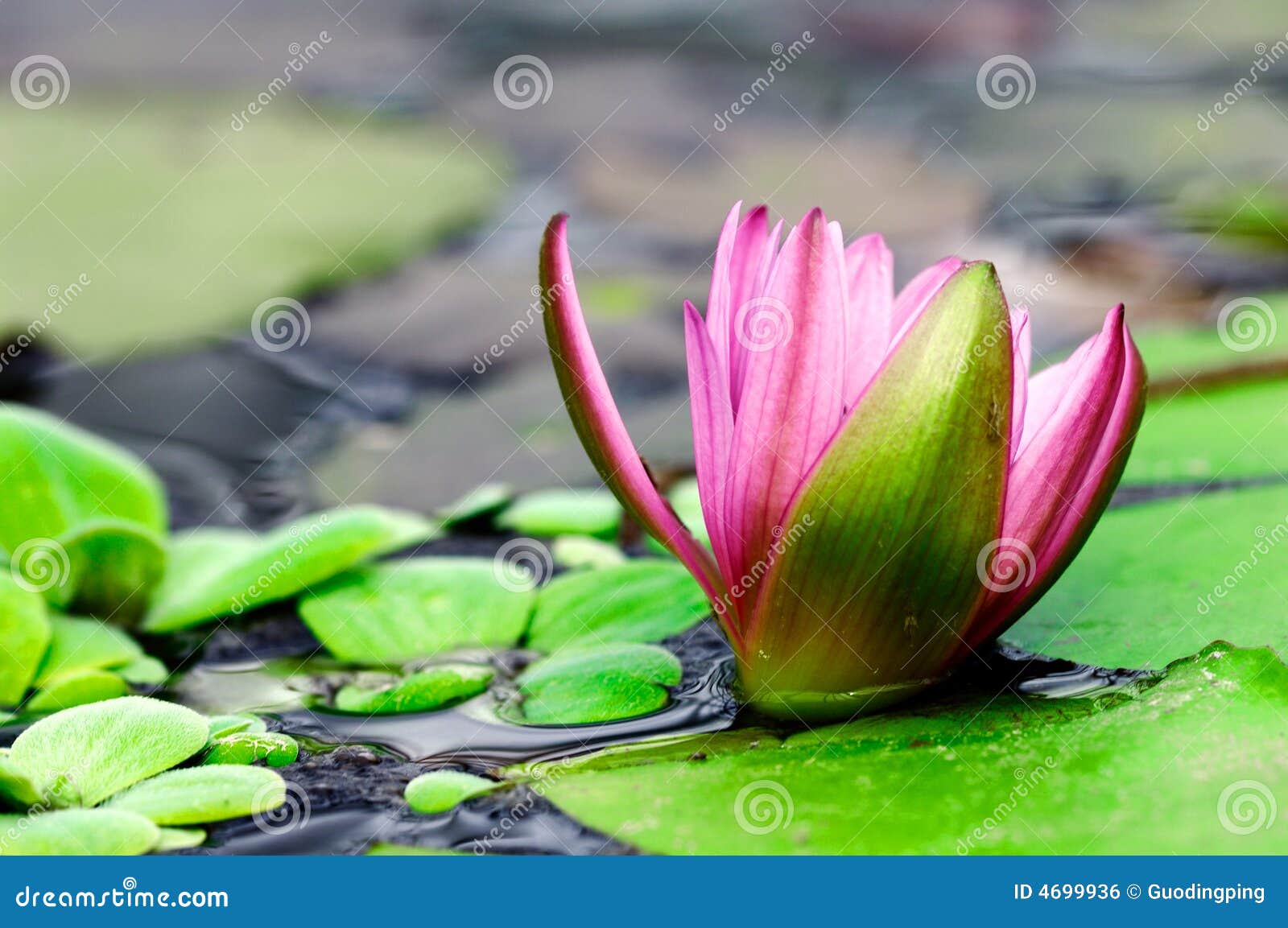 Aquatic lotus stock photo. Image of green, botany, beauty - 4699936