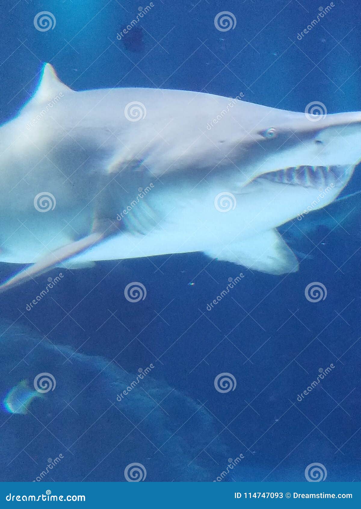 Shark teeth stock image. Image of aquatic, ocean, teeth - 114747093