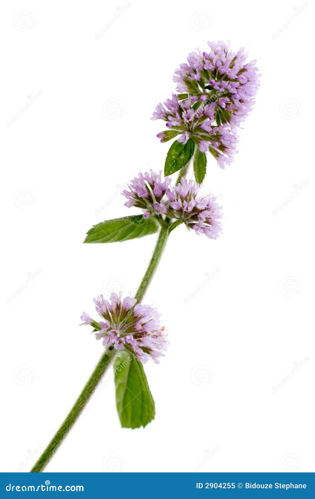 Aquatic Mint Isolated on White Stock Image - Image of ingredient, white ...