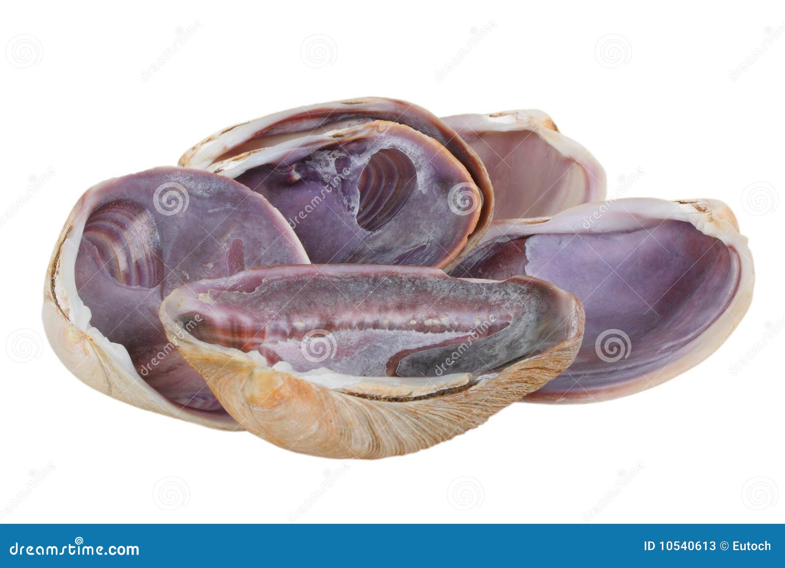 Aquatic Mollusk Shells stock image. Image of isolated - 10540613
