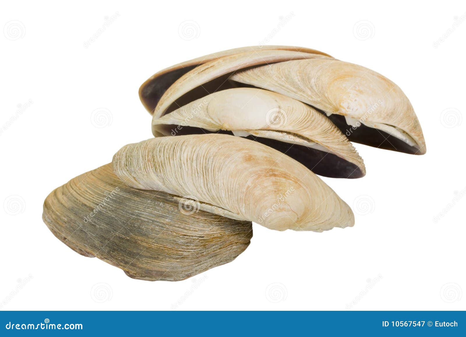 Aquatic Mollusk Shells stock image. Image of closeup - 10567547