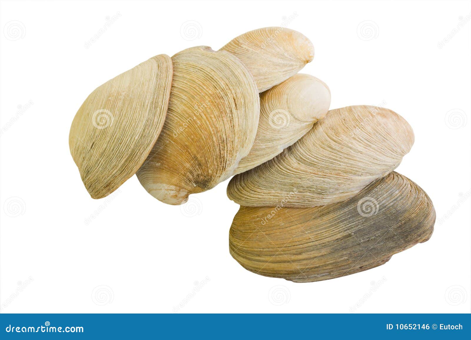 Aquatic Mollusk Shells stock photo. Image of aquatic - 10652146