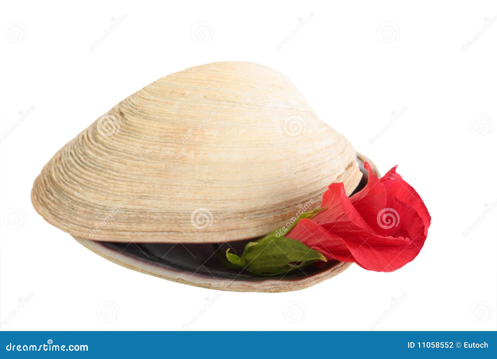 Aquatic Mollusk Shells stock photo. Image of isolated - 11058552