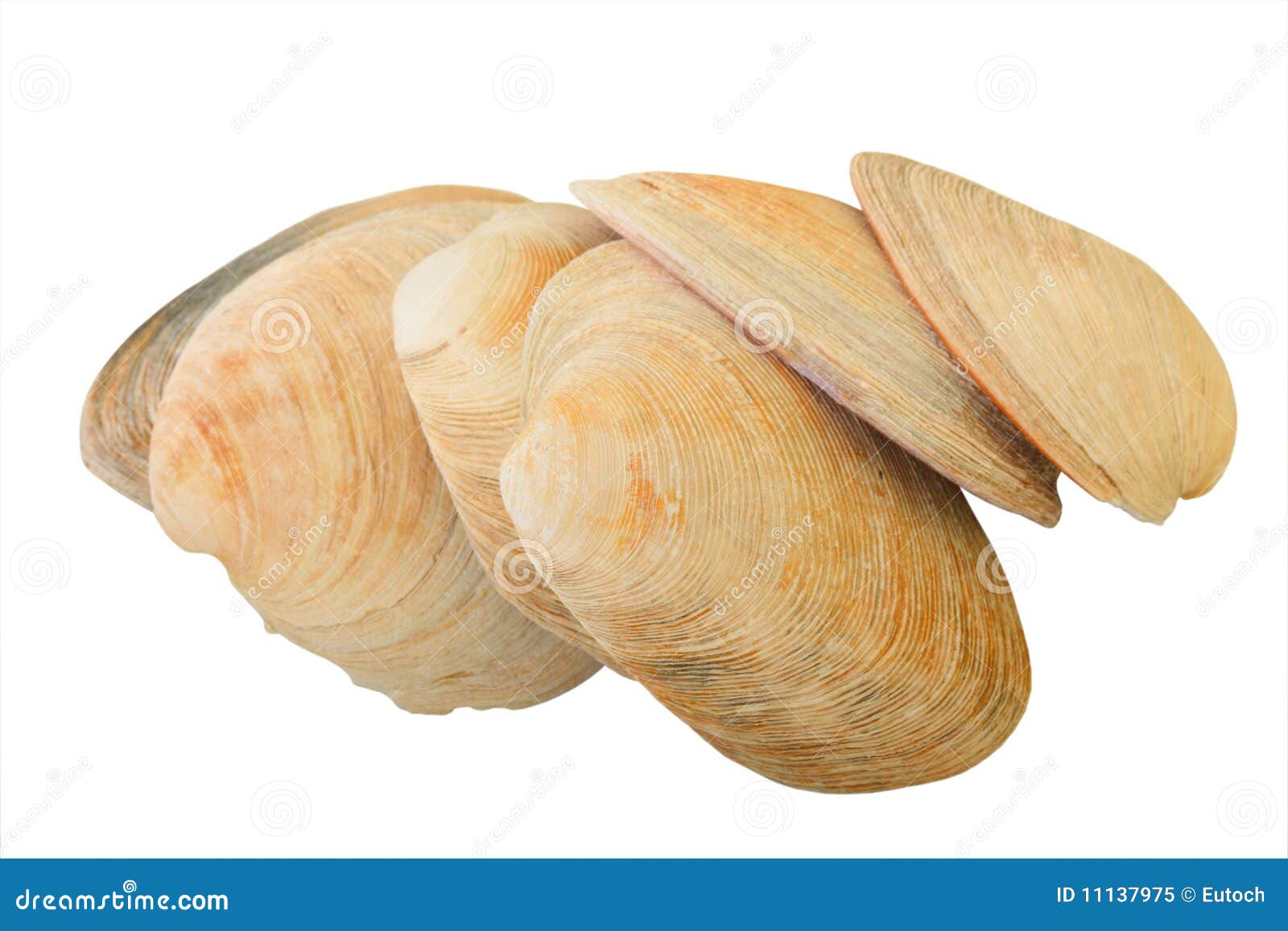 Aquatic Mollusk Shells stock image. Image of delicate - 11137975
