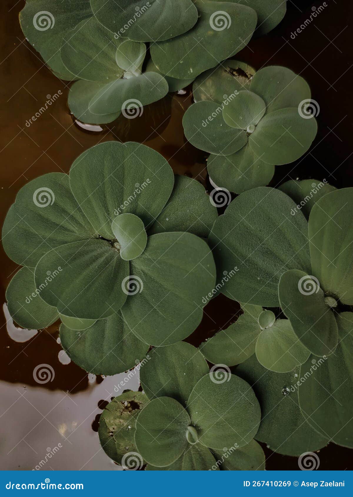An Aquatic Plant Called Apu-apu in a Small Pond in Front of the House ...