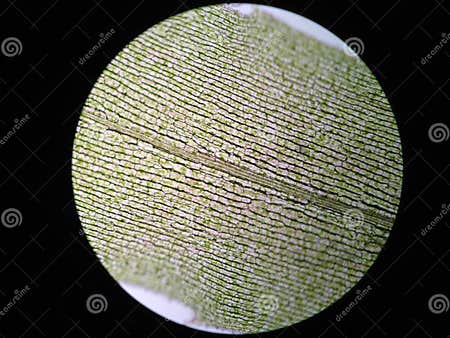 Aquatic plant cell stock photo. Image of microscope, aquatic - 89484236