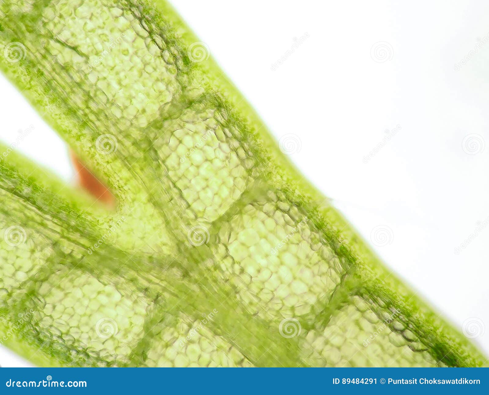 Plant Cell Under The Microscope View Royalty-Free Stock Photo ...