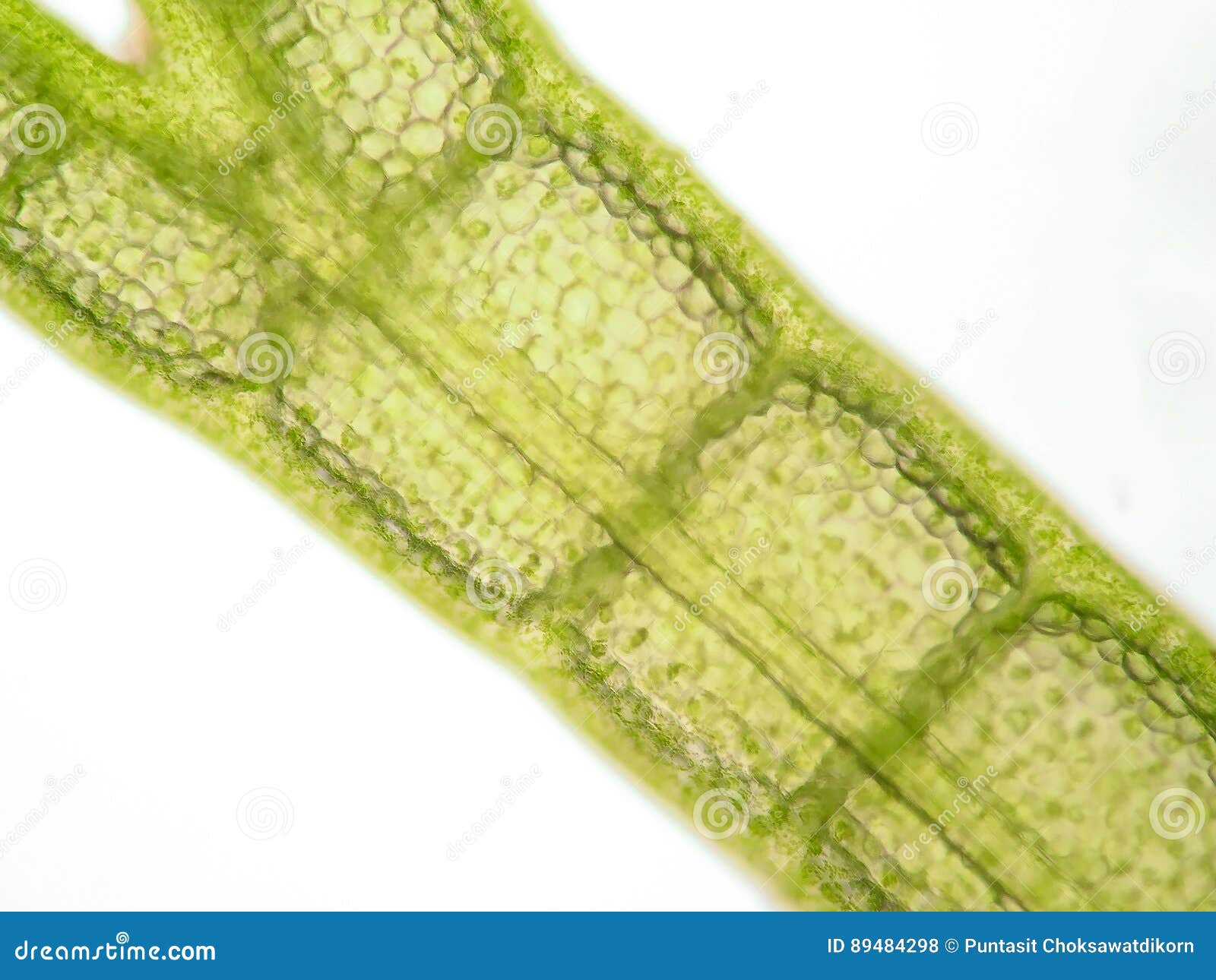 Plant Cell Under The Microscope View Royalty-Free Stock Photo ...