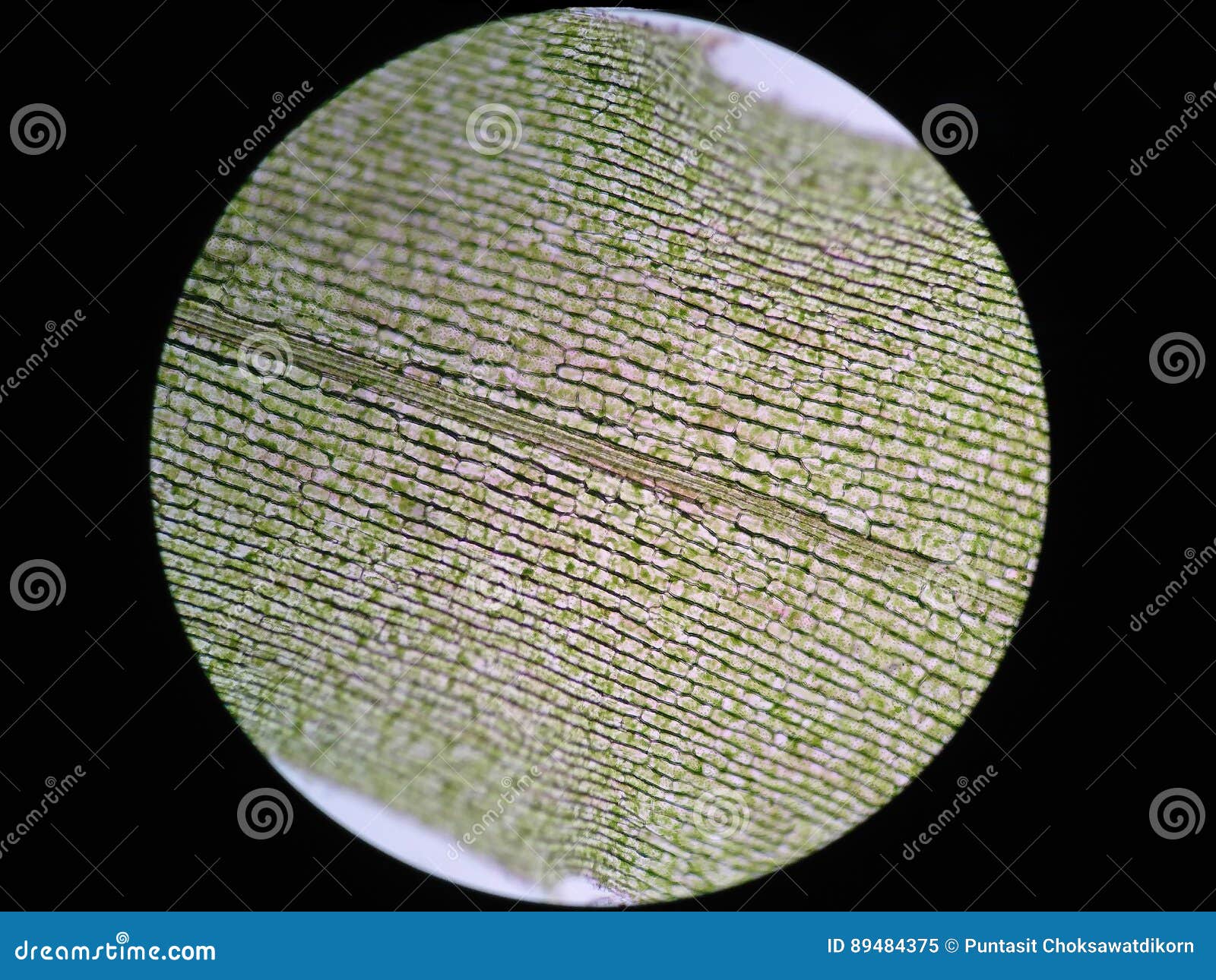 Aquatic plant cell stock image. Image of microscopy, glowing - 89484375
