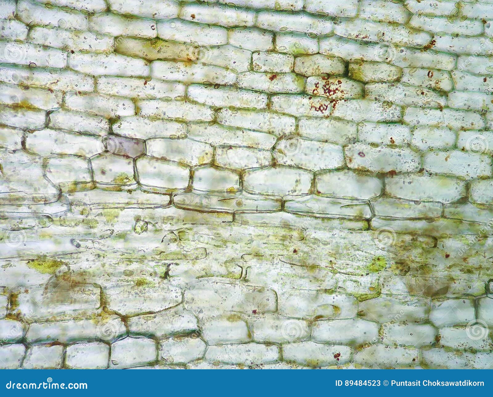 Plant Cell With Chloroplast Under Microscope Stock Photo ...