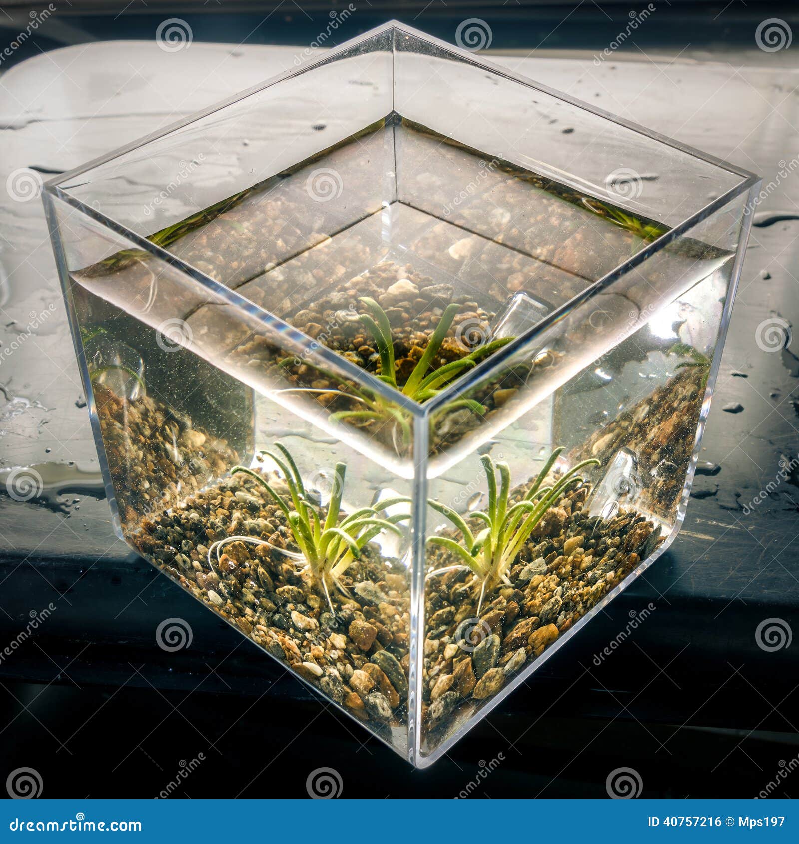 Aquatic Plant in a Water Cube Stock Photo - Image of tank, leaves: 40757216