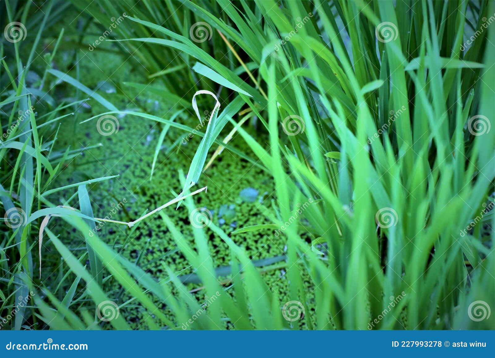 Aquatic Plants that Float among the Rice Plants Stock Photo - Image of ...