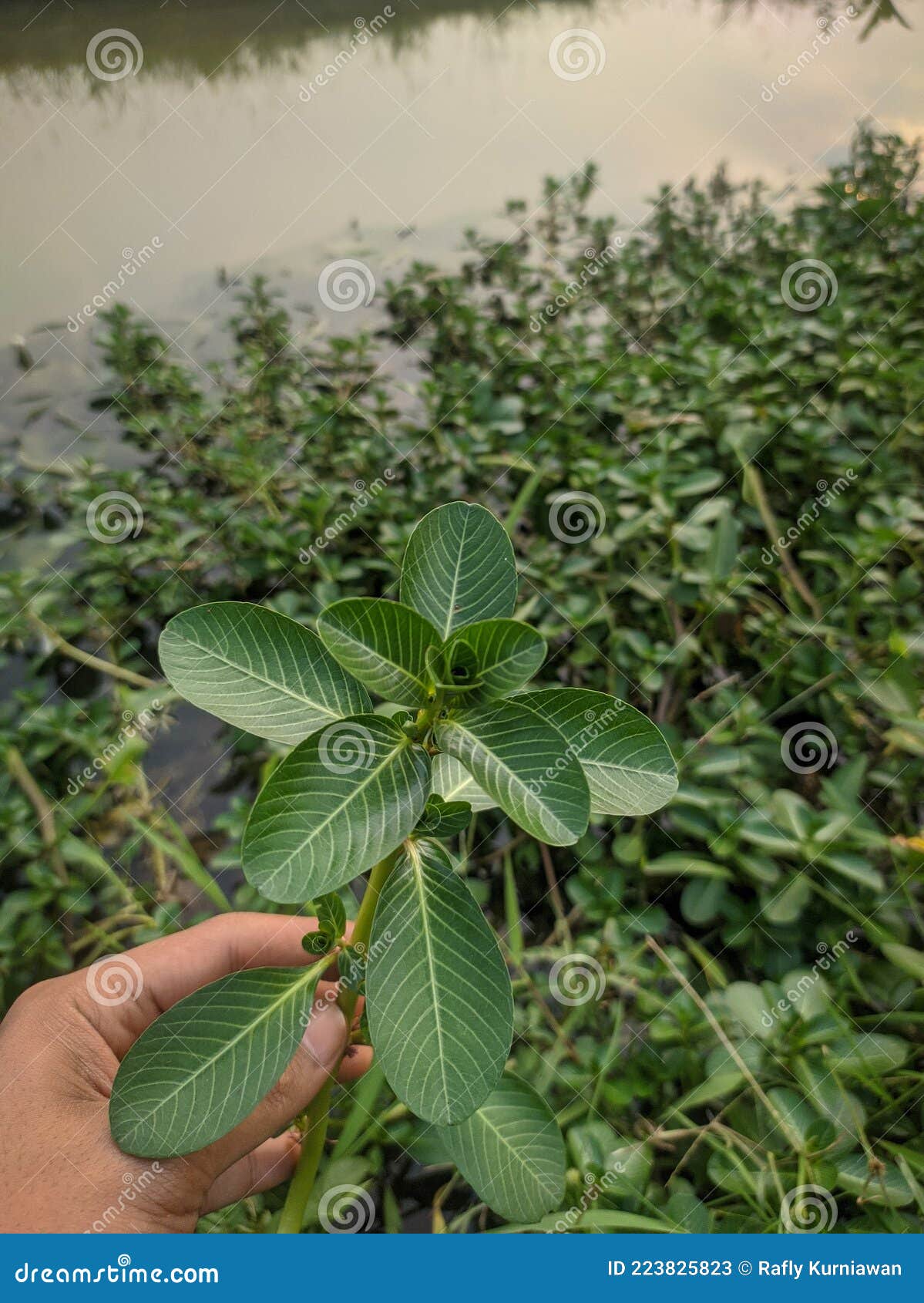 Aquatic Plants that Grow by the River Stock Image - Image of shrub ...