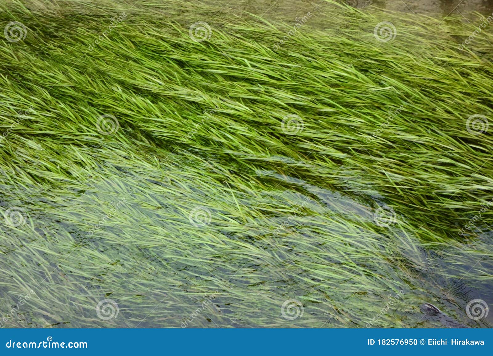 Aquatic Plants Growing in a Clear Stream Stock Photo - Image of natural ...
