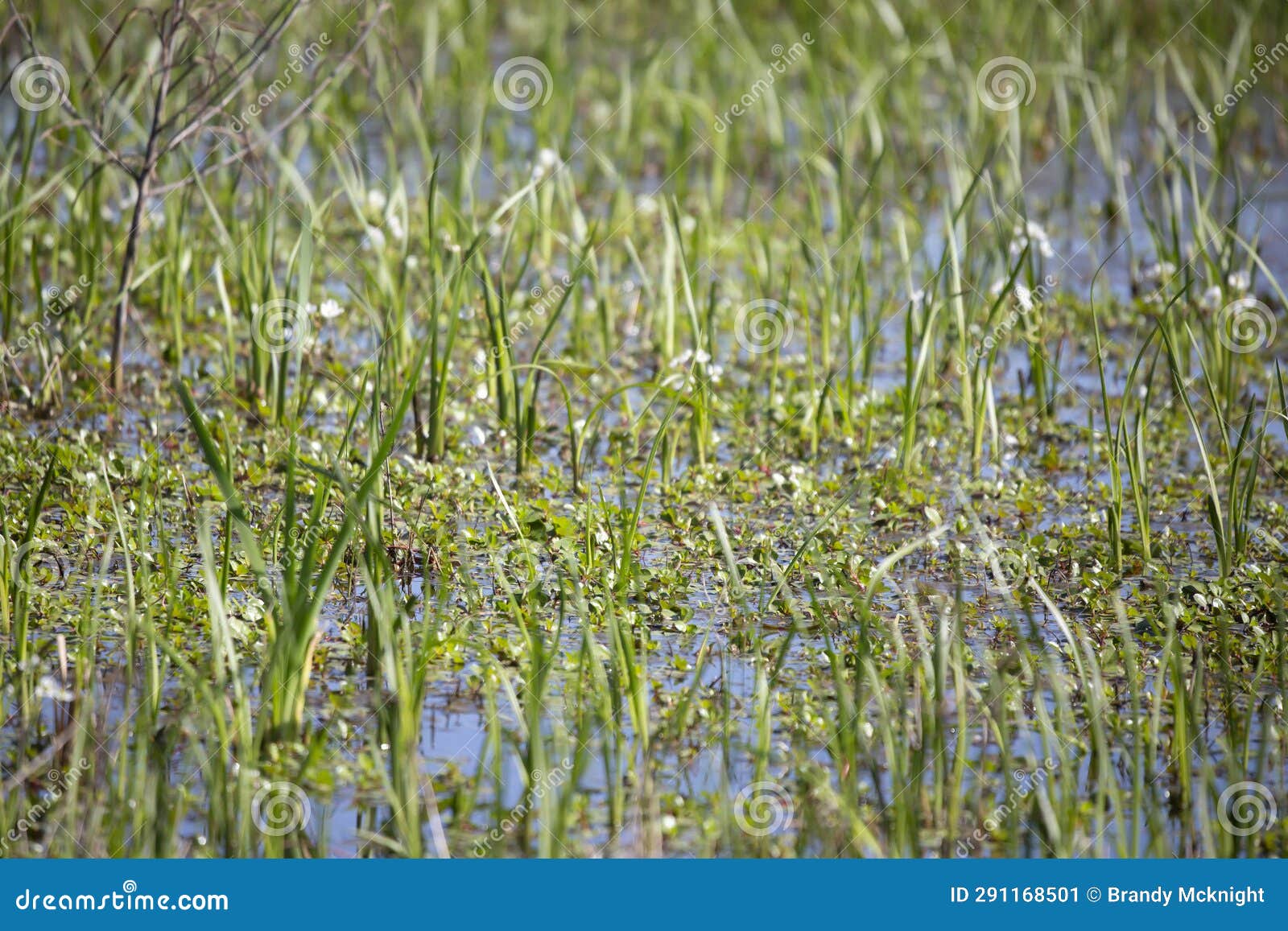 Aquatic Plants Growing in Shallow Water Stock Image - Image of ...