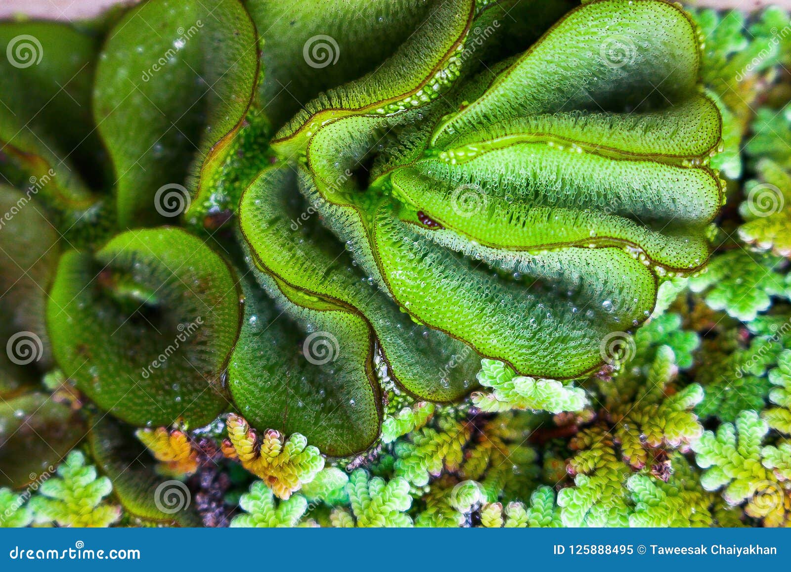 The Aquatic Plants Leaf Pattern Stock Image - Image of beautiful ...