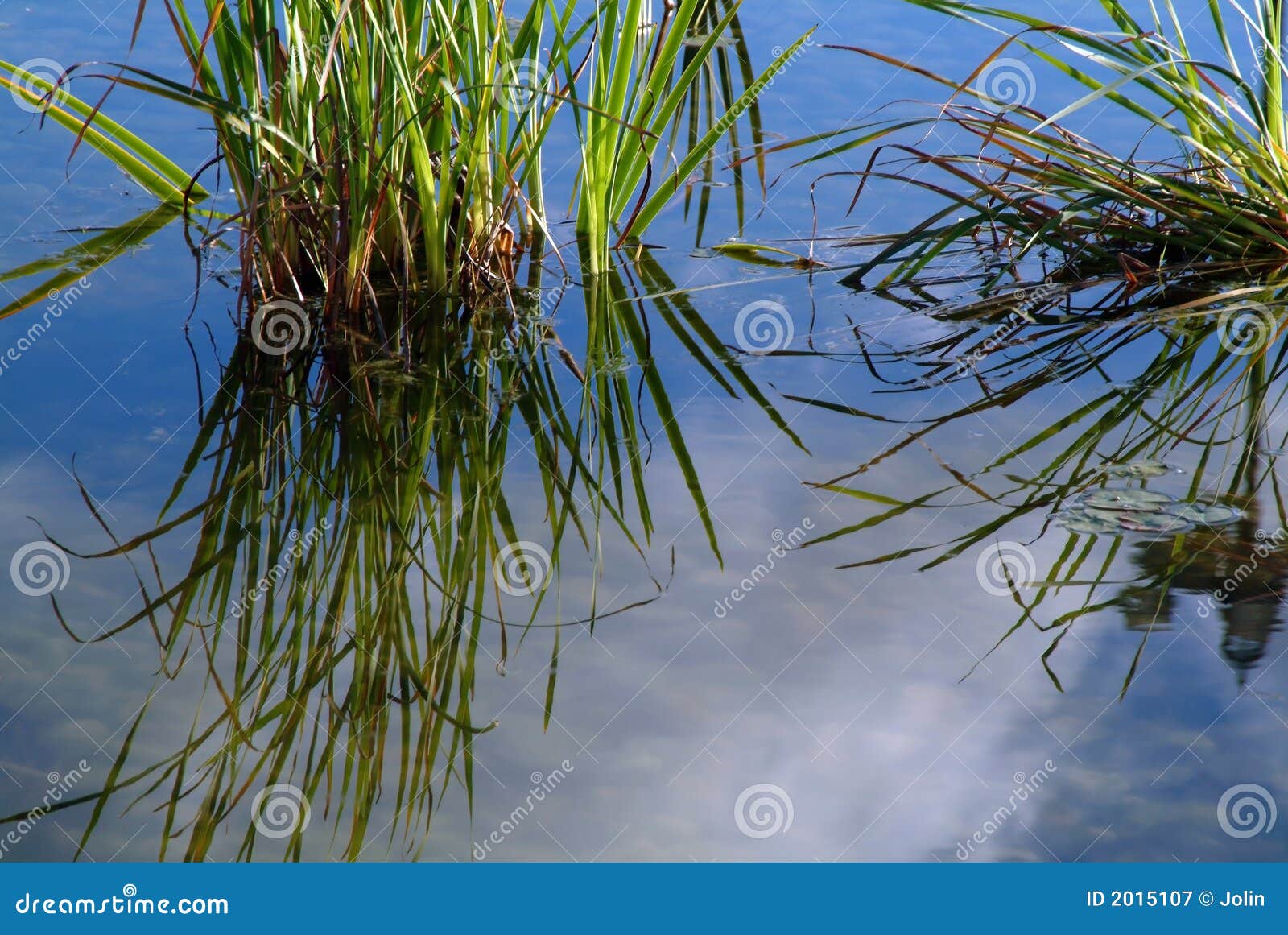 Aquatic plants in puddle stock image. Image of seasonal - 2015107