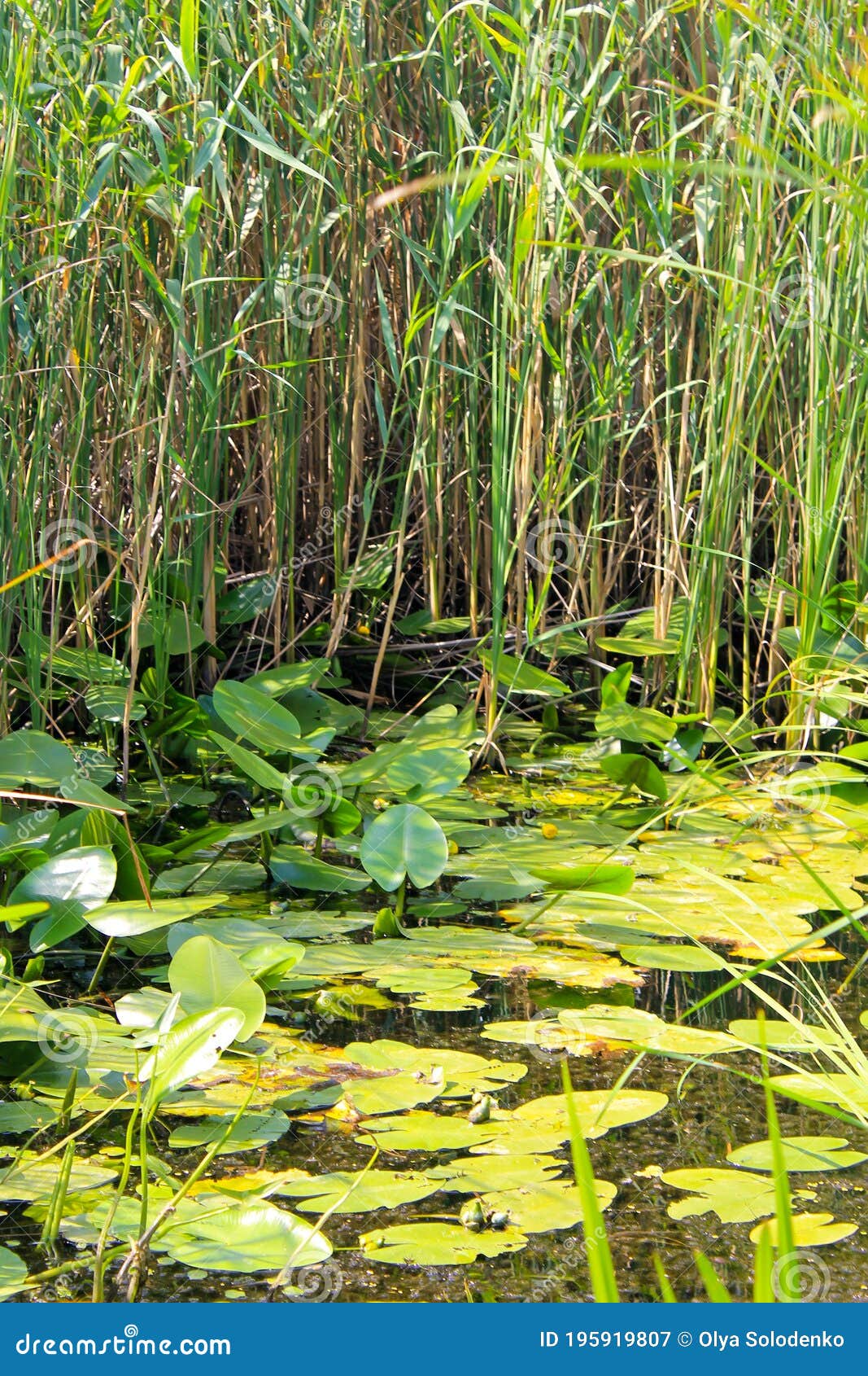 Aquatic plants in a swamp stock image. Image of marsh - 195919807