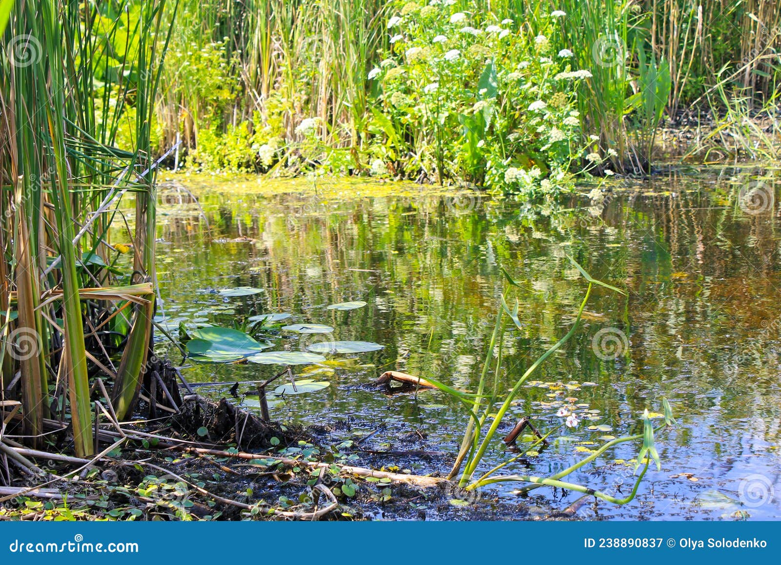 Aquatic plants in swamp stock image. Image of floral - 238890837