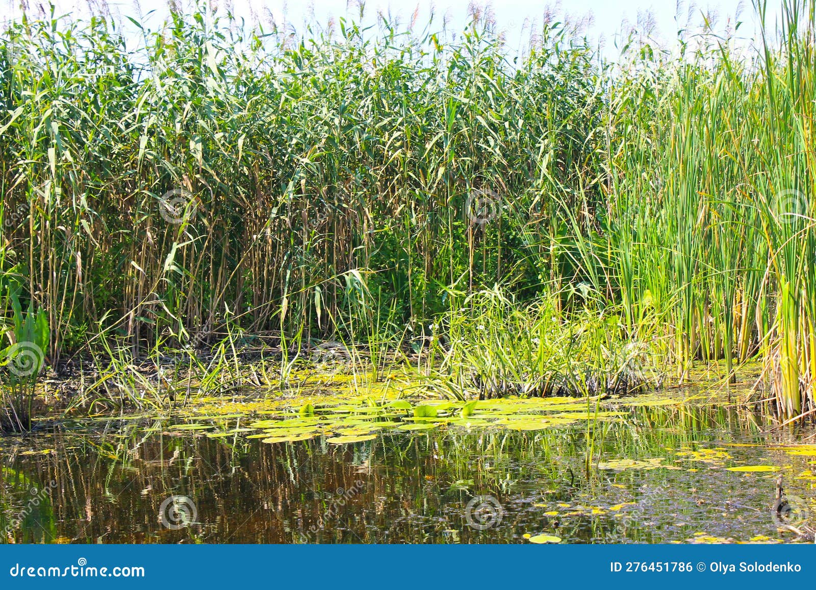 Aquatic plants in swamp stock photo. Image of growth - 276451786