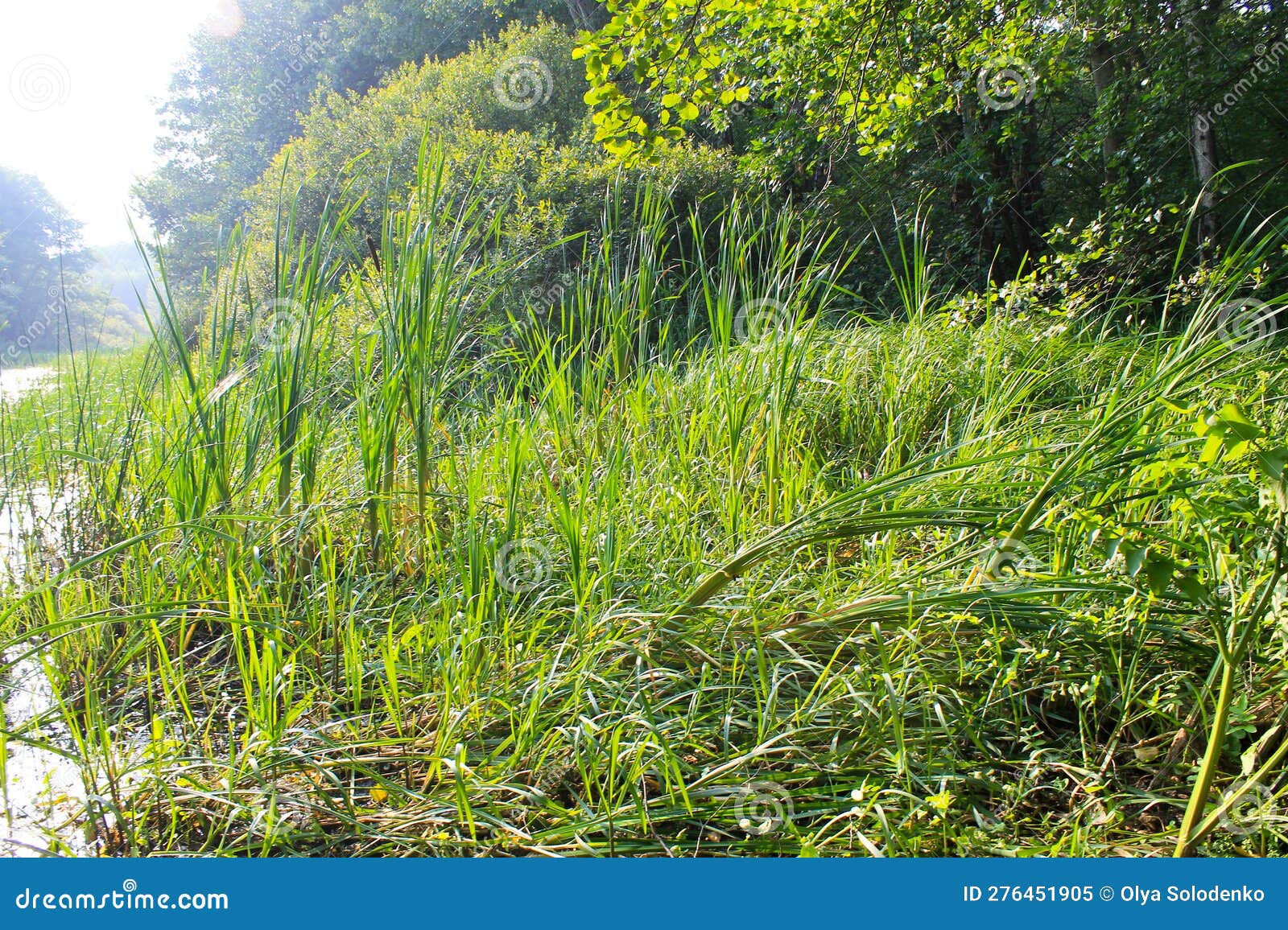 Aquatic plants in swamp stock image. Image of plant - 276451905