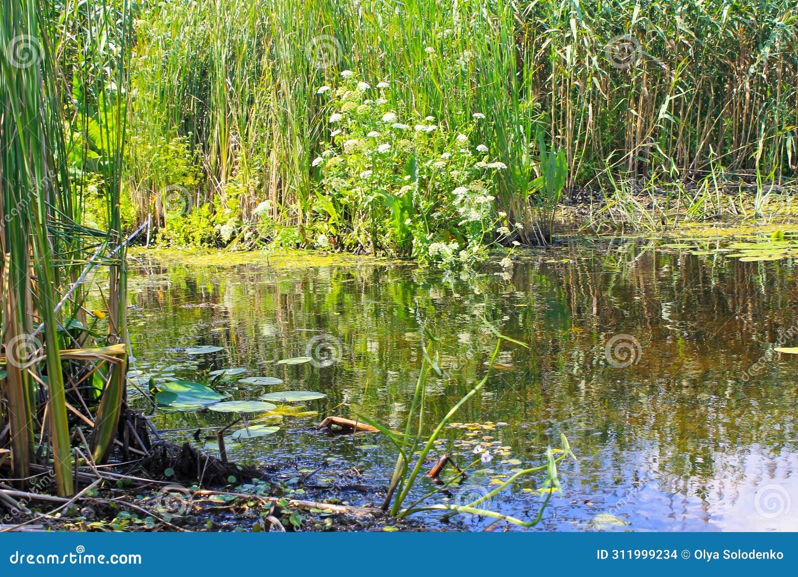 Aquatic plants in swamp stock photo. Image of leaf, candock - 311999234