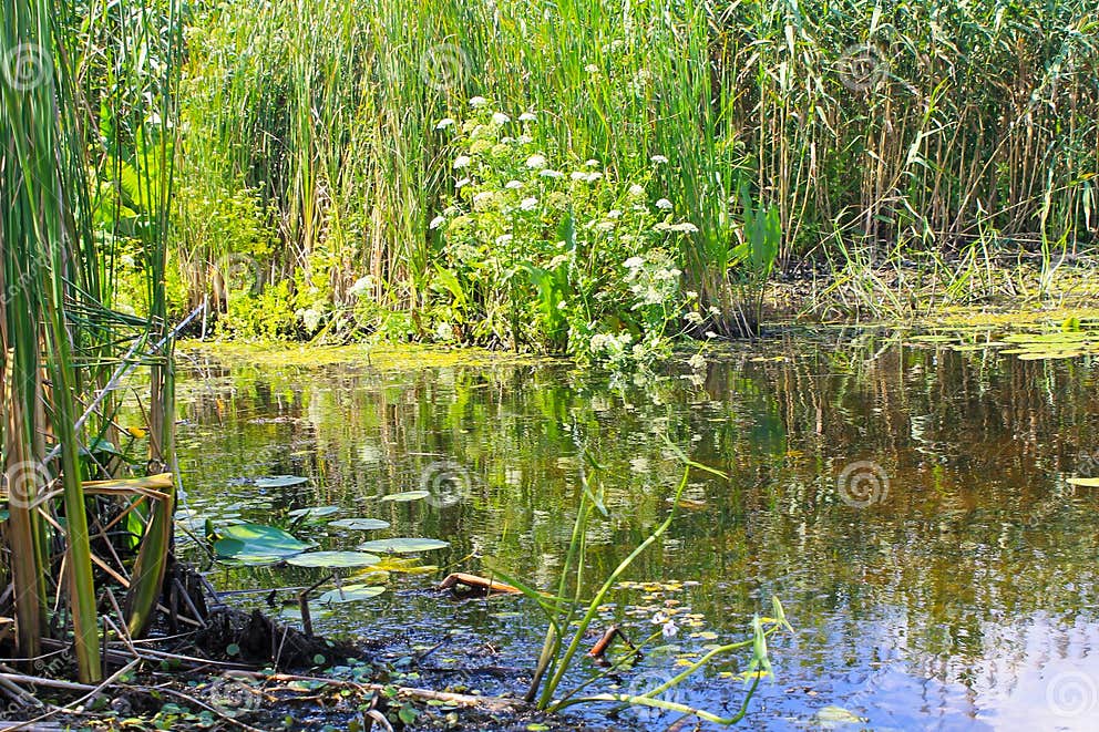 Aquatic plants in swamp stock photo. Image of leaf, candock - 311999234