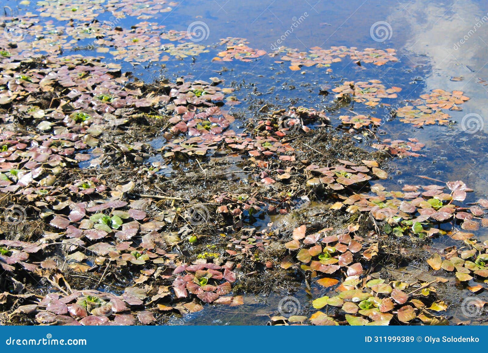 Aquatic plants in swamp stock image. Image of floral - 311999389