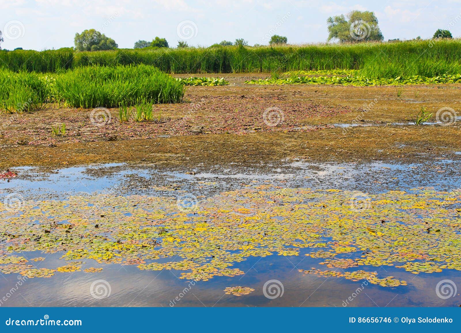 Aquatic plants in a swamp stock photo. Image of ecology - 86656746