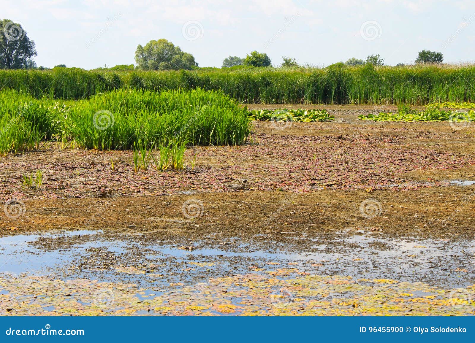 Aquatic plants in a swamp stock photo. Image of overgrown - 96455900