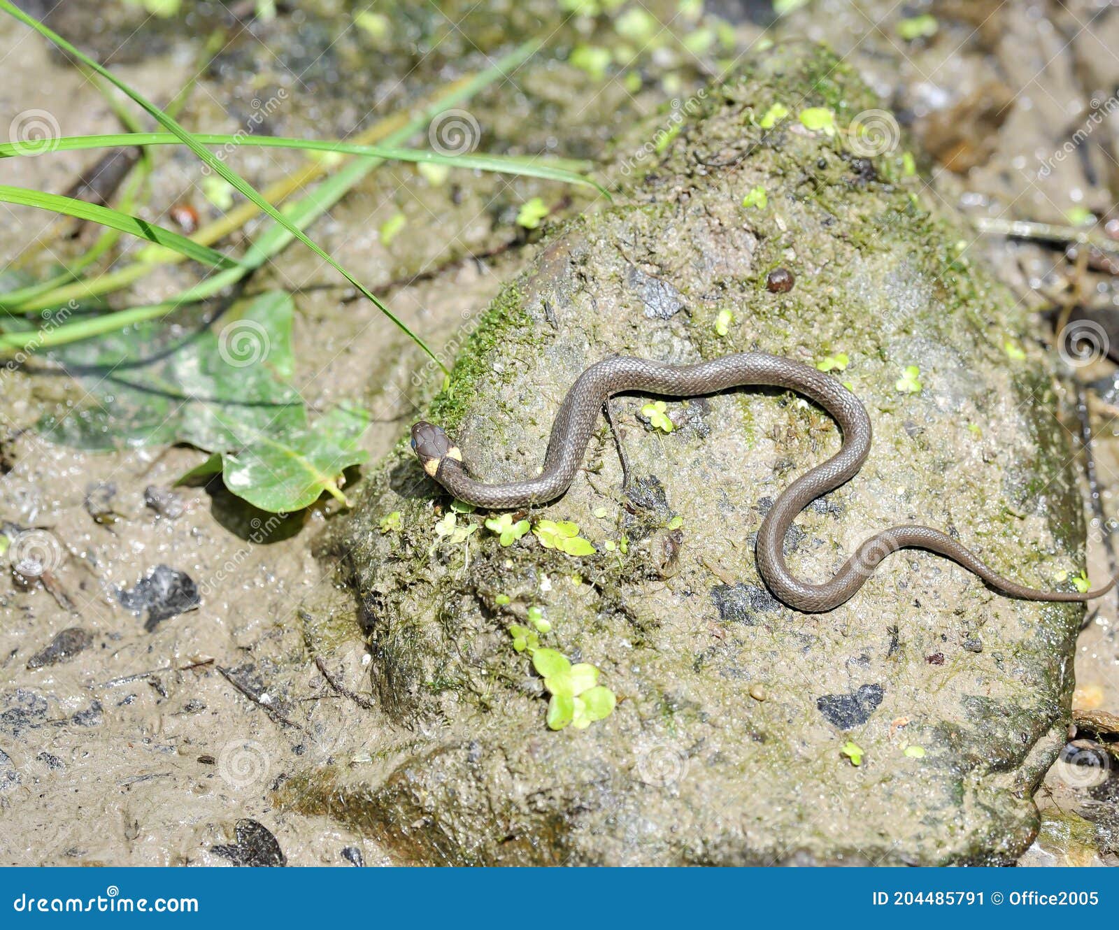 Aquatic Snake At The Bottom Of A Transparent Shallow River With Fish ...