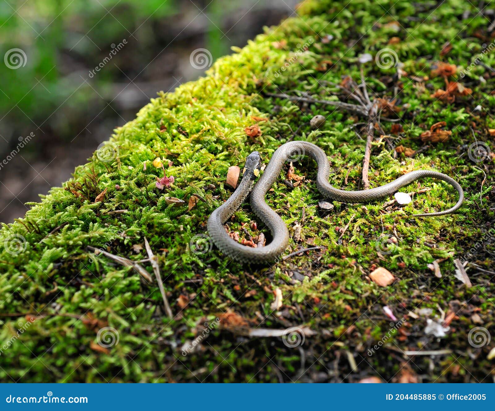 Ringed Snake, Natrix Natrix Royalty-Free Stock Photography ...