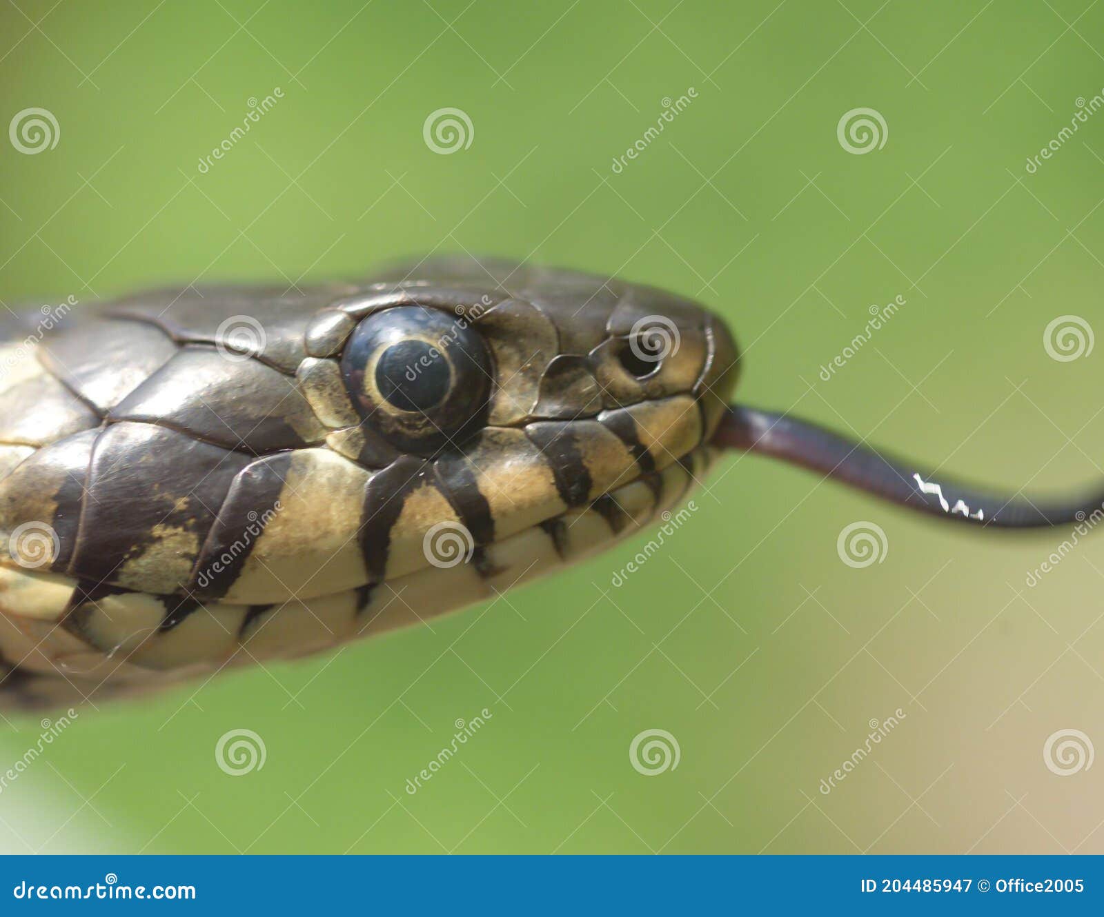 Ringed Snake, Natrix Natrix Stock Image - Image of aquatic, reptile ...