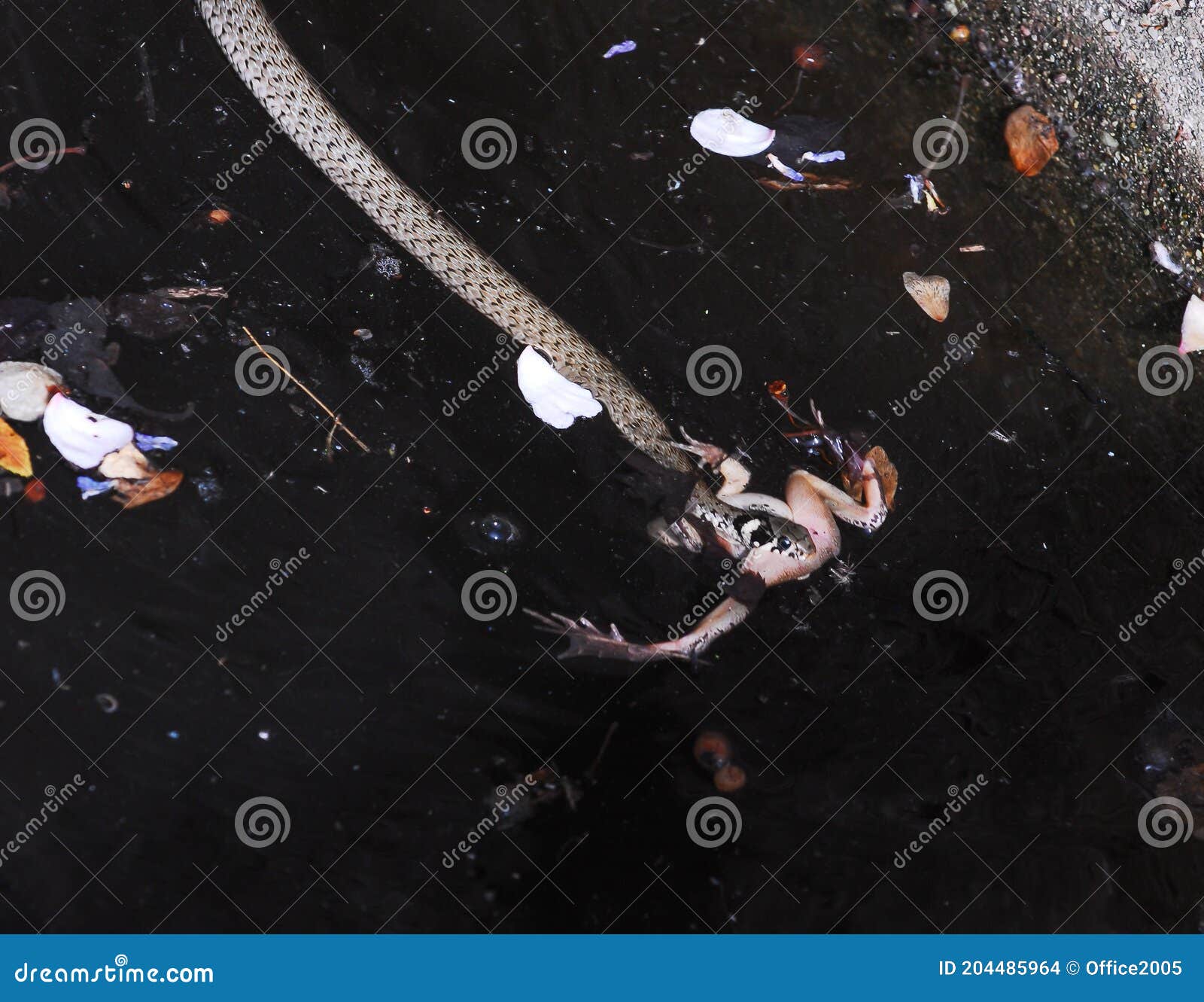 Ringed Snake, Natrix Natrix Stock Photo - Image of head, wild: 204485964