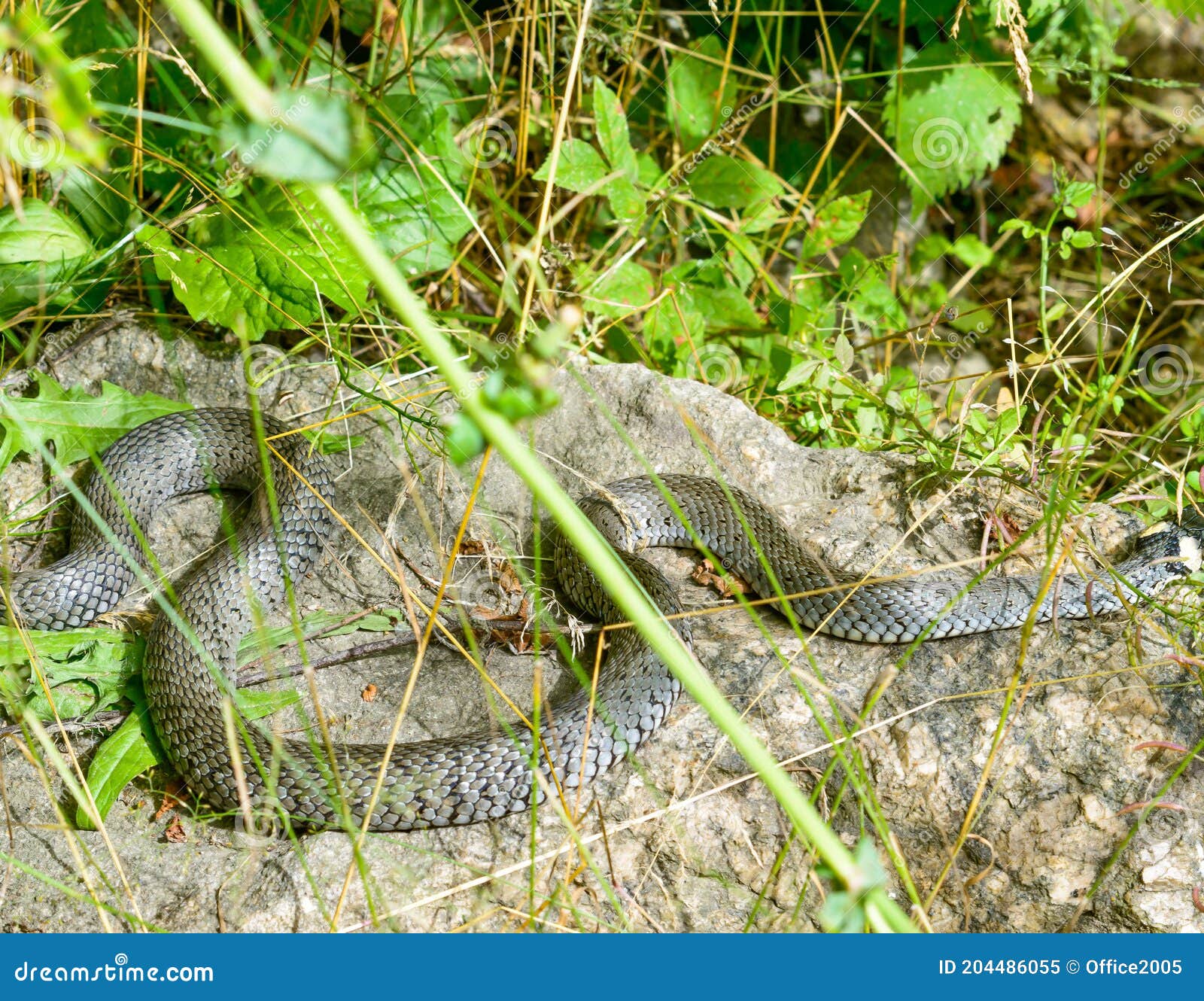 Ringed Snake, Natrix Natrix Stock Image - Image of rare, reptile: 204486055