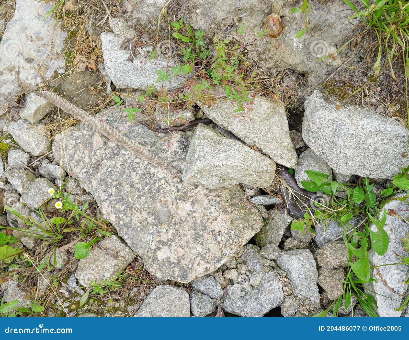 Ringed Snake, Natrix Natrix Stock Image - Image of snake, austria ...