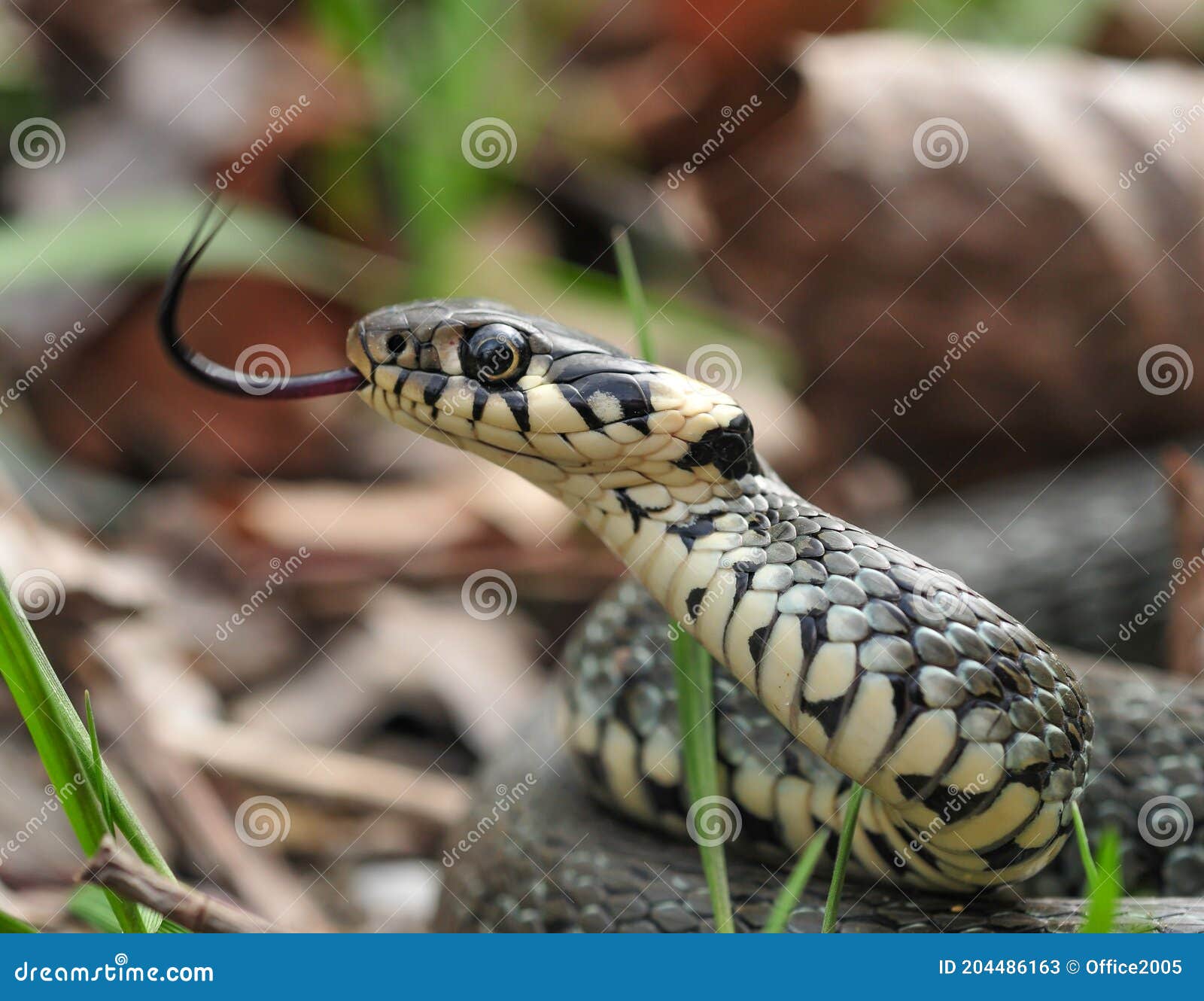 Ringed Snake, Natrix Natrix Stock Image - Image of macro, head: 204486163