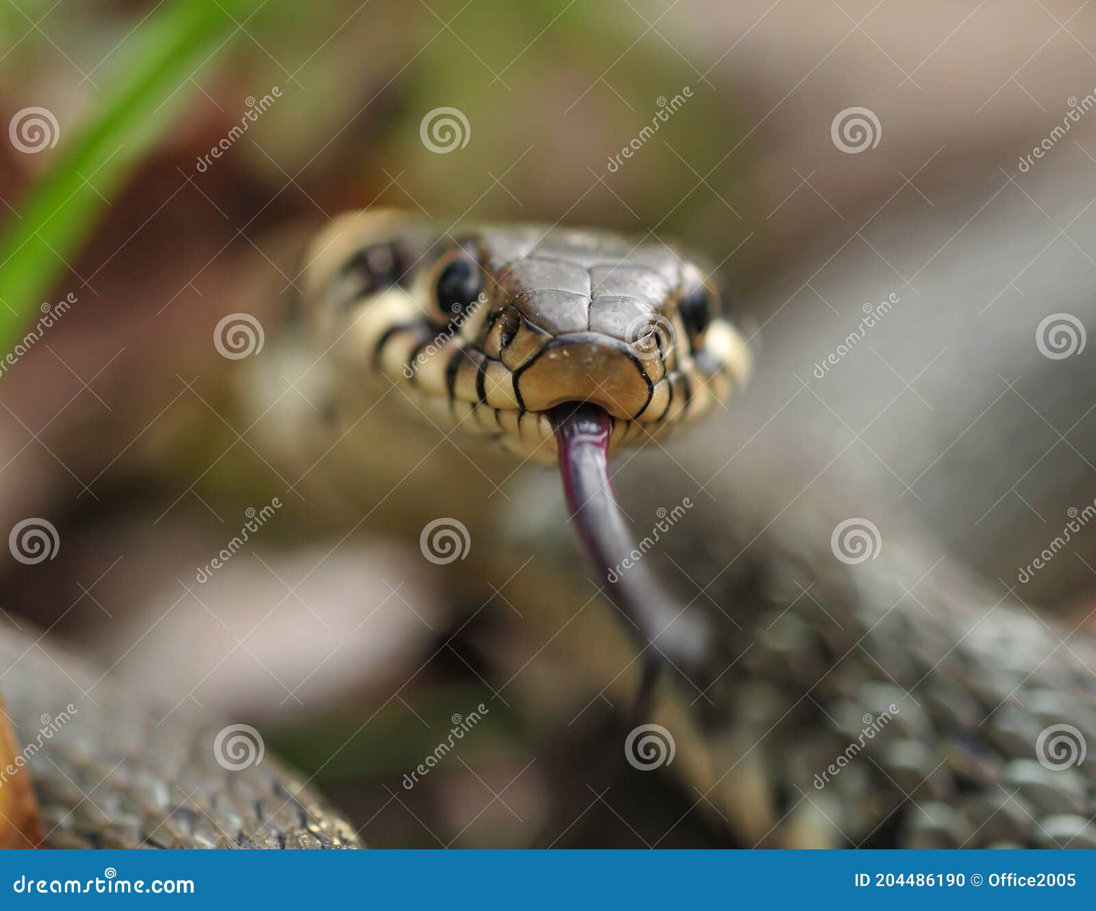 Ringed Snake, Natrix Natrix Stock Photo - Image of aquatic, park: 204486190