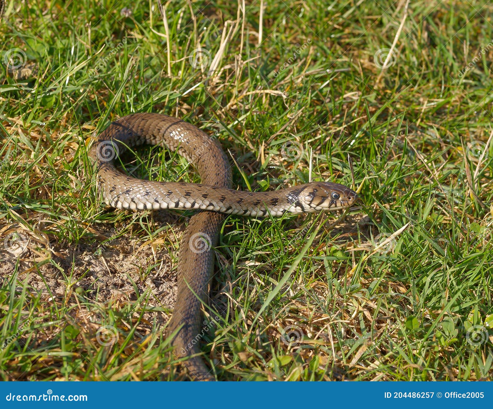 Ringed Snake, Natrix Natrix Stock Image - Image of close, detail: 204486257